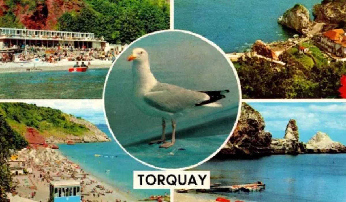 The swan, the gull and the spirit of Torquay - Torbay Today