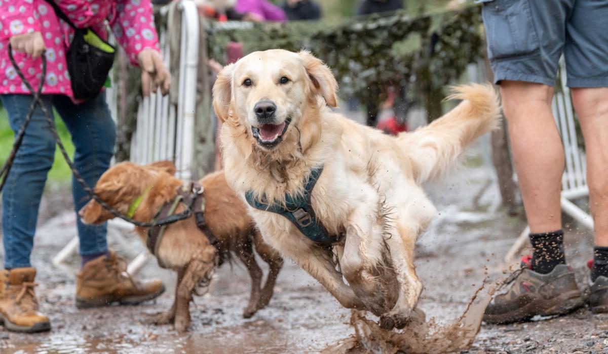 Devon's mutts get muddy for Animals in Distress - Photo 1 of 15 ...