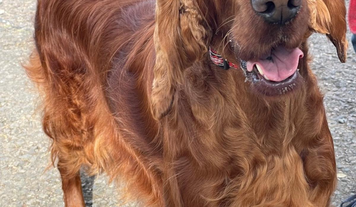 A naturally inspiring tour of the Devon County Show with photographer ...