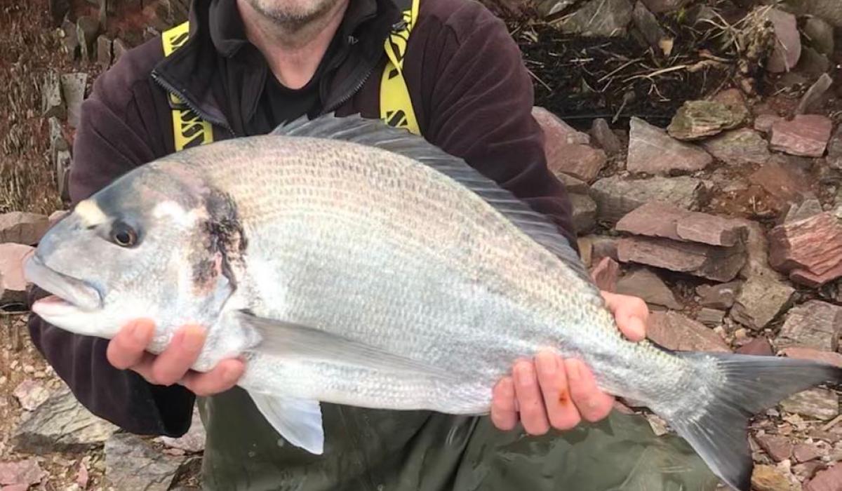 Beautiful bream is a showstopper - Torbay Today