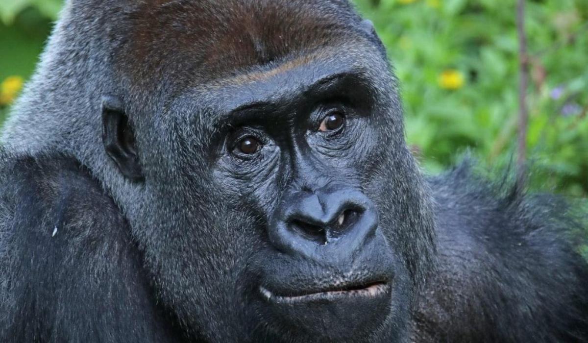 Paignton Zoo announces the death of its famous gorilla - Torbay Today