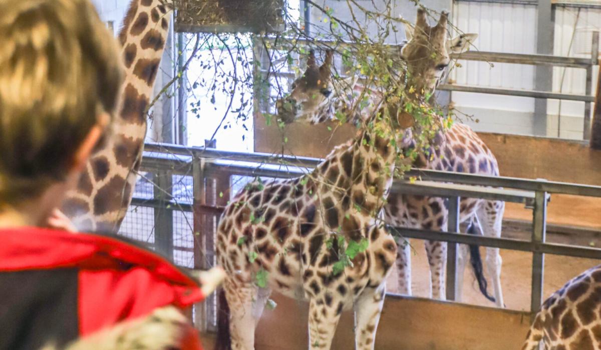 New era for Torbay’s beloved national gem zoo - Torbay Today