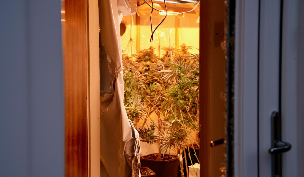 Alison Hernandez: How you can help the fight against drugs - Torbay Today