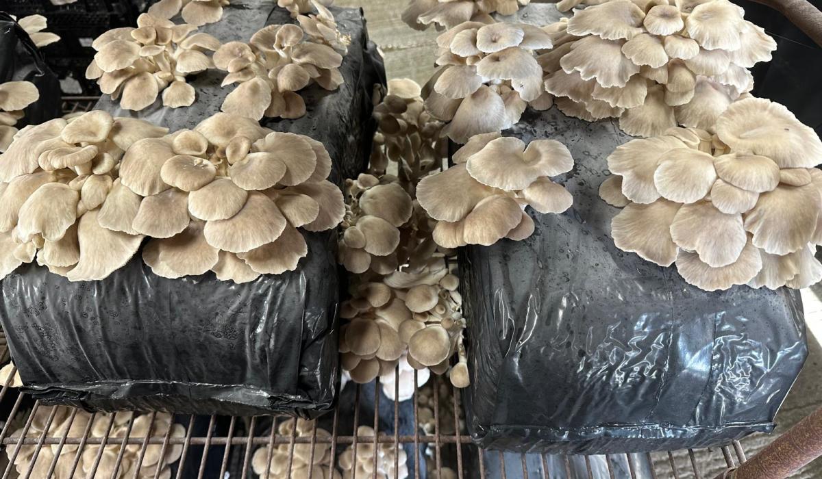 Frank Mann takes over sales for pioneering mushroom business - Torbay Today