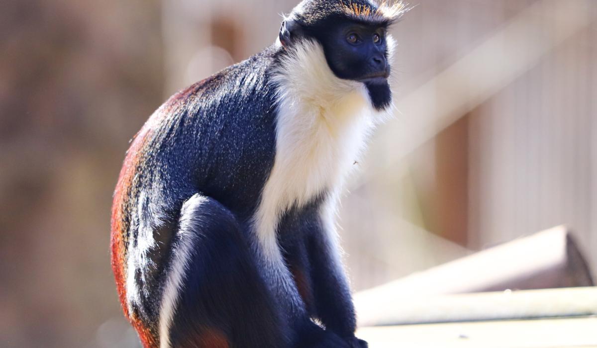 Your chance to snap away at Paignton Zoo animals - Torbay Today