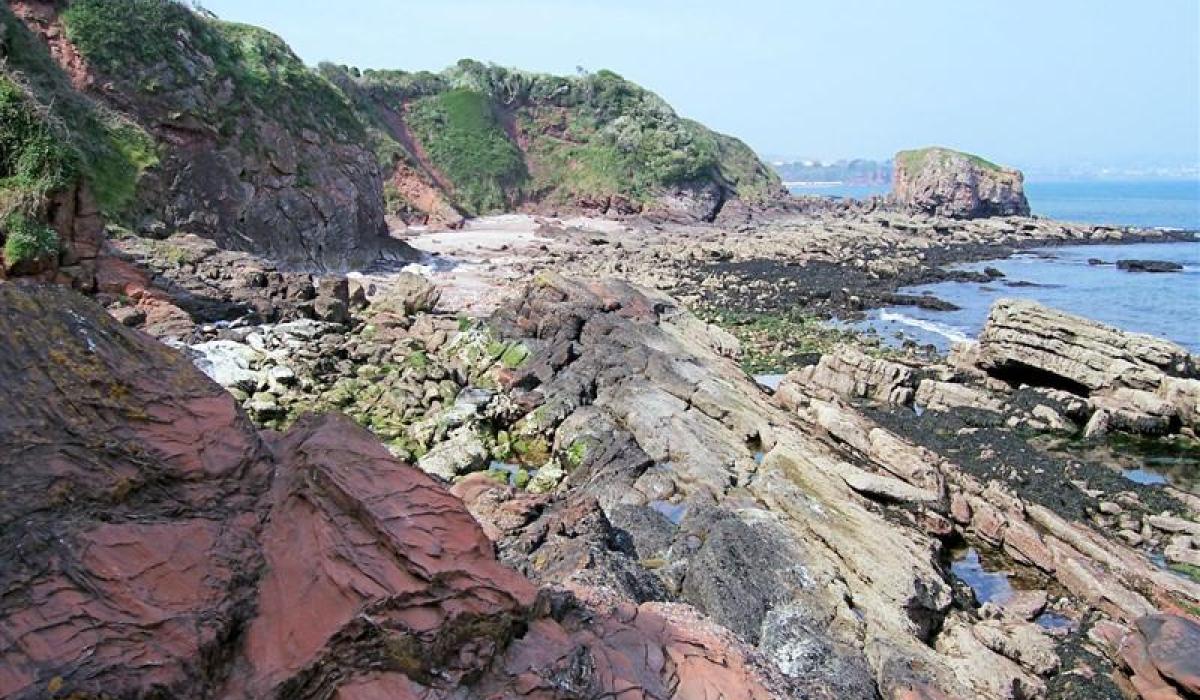 Rare 377 million-year-old fossil discovered on Torbay beach - Torbay Today