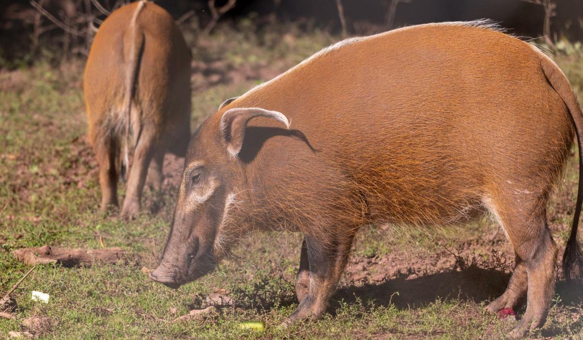 Pictures: Paignton Zoo celebrates birth of red river hog piglets ...