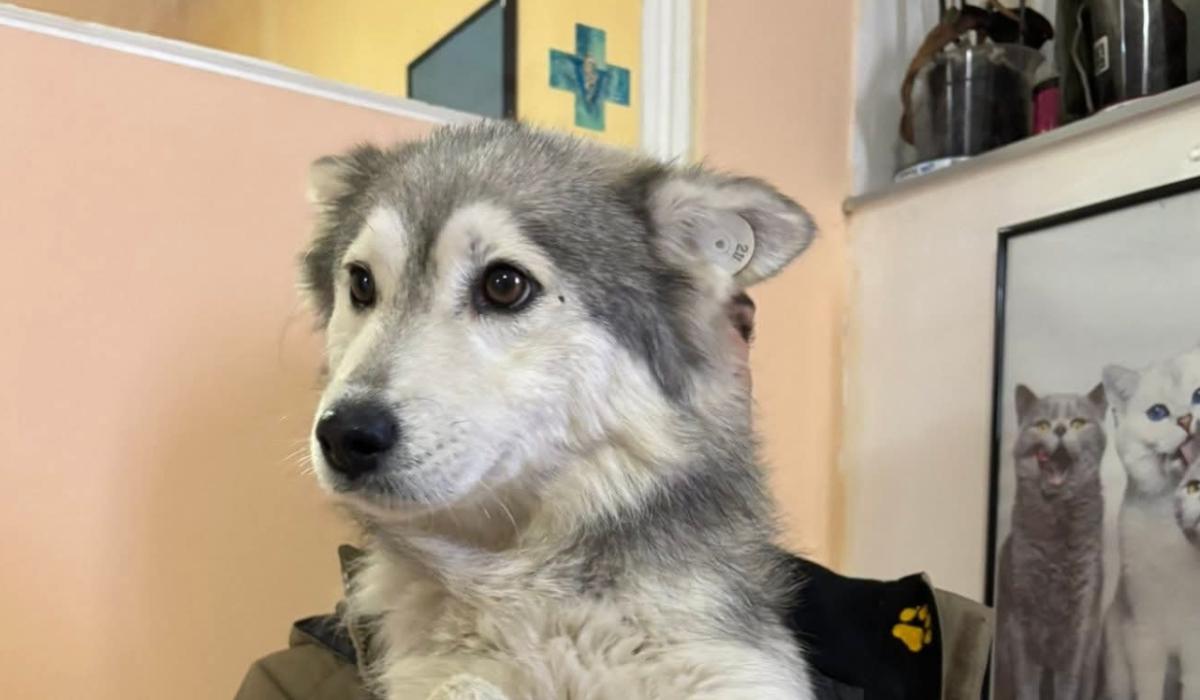 Heartbreak in Torbay as rescue dog becomes critically ill days after ...