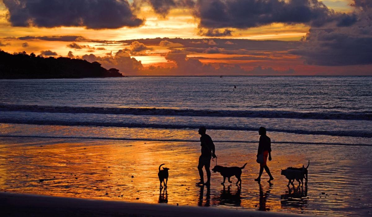 Vicky Ewan: Miss Pup is back on the beach - Torbay Today