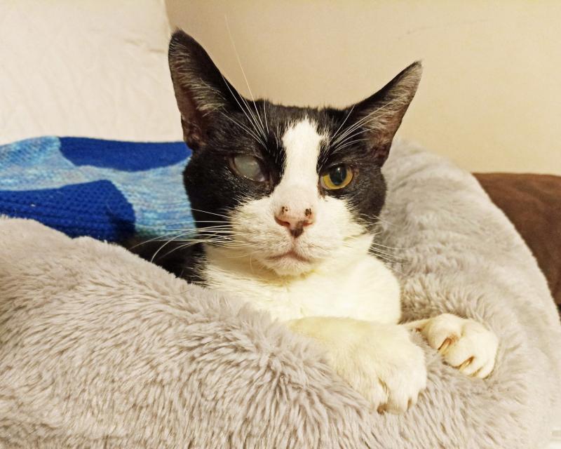 Volunteers help get Felix back on his paws after eye removal - Torbay Today