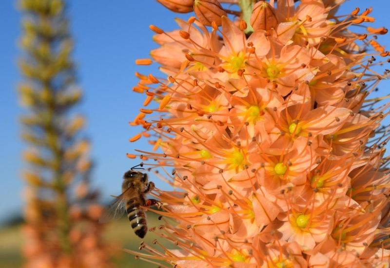 Gardening with Pat Duke: Time to protect the garden from what winter ...