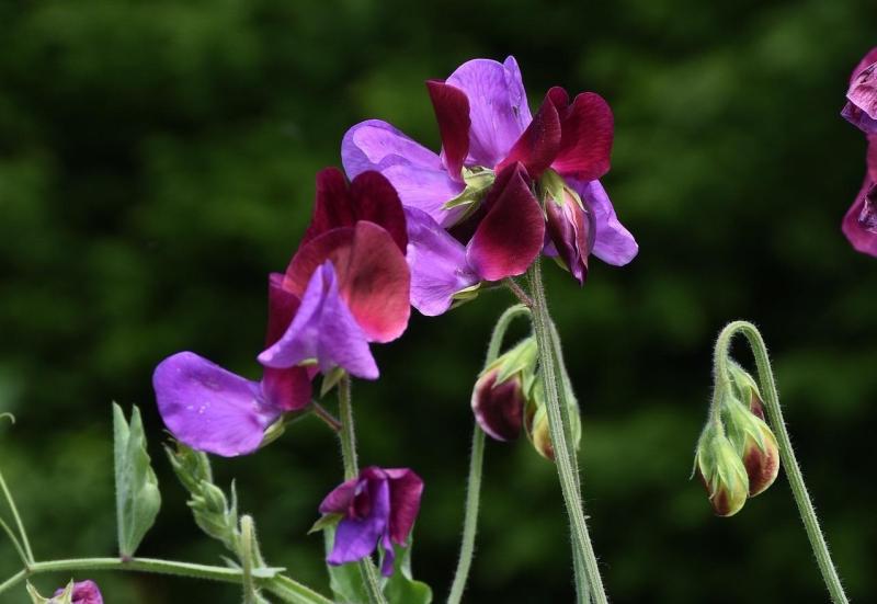 Gardening with Pat Duke: Grab a seed catalogue and find something new ...