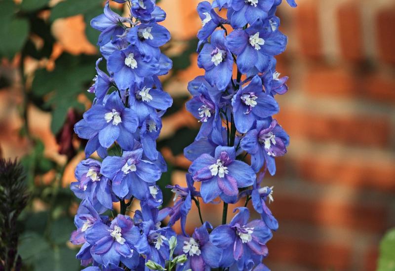 Gardening with Pat Duke: Herbaceous perennials for less than the price ...