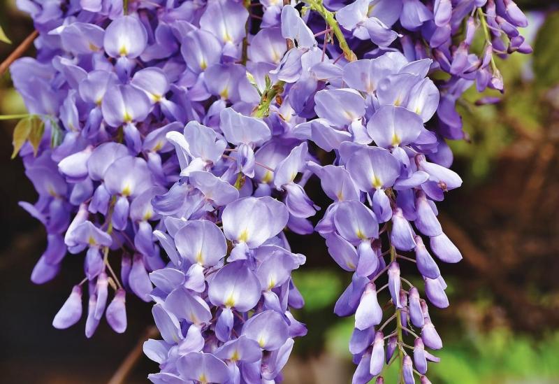 Gardening with Pat Duke: Filling the 'May gap' with a splash of colour ...