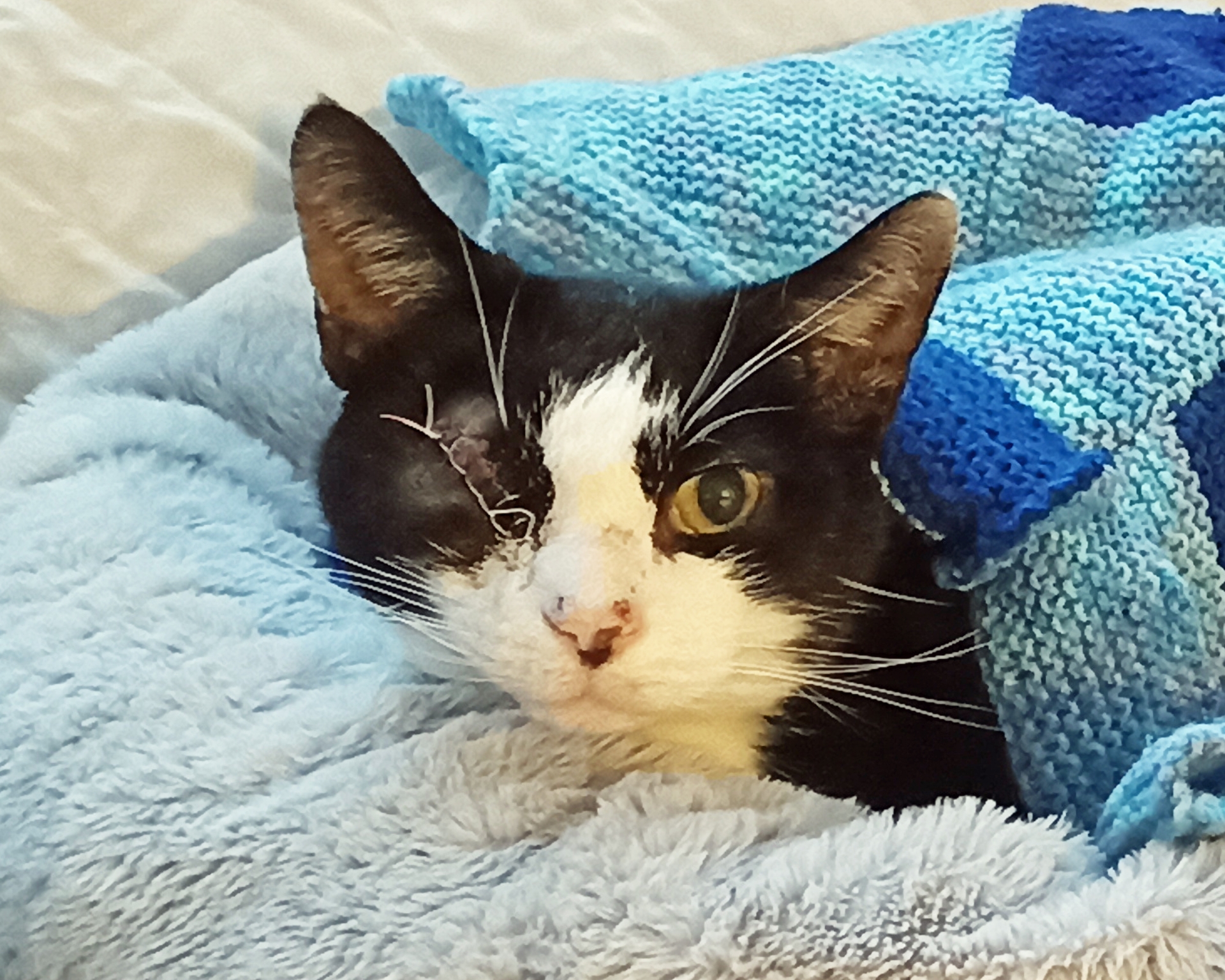 Volunteers help get Felix back on his paws after eye removal - Torbay Today