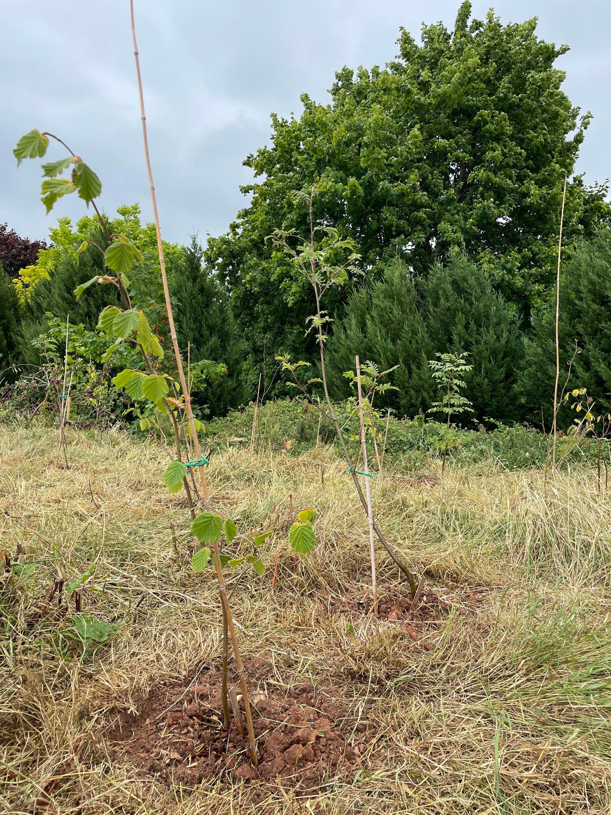 Hannah Worthington: 300 free trees for Torbay residents - Torbay Today