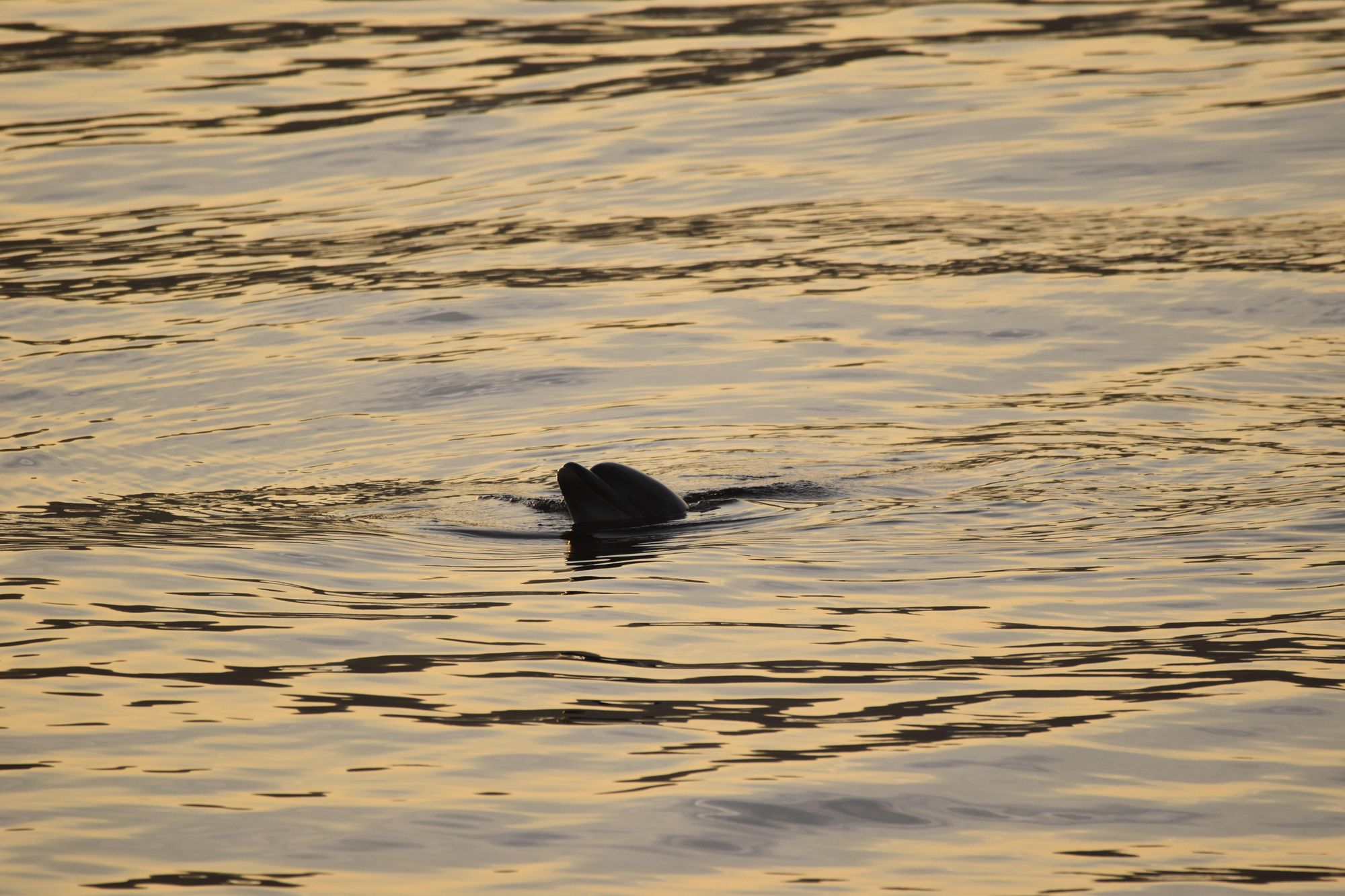 Plea to keep friendly Torbay dolphin safe - Torbay Today