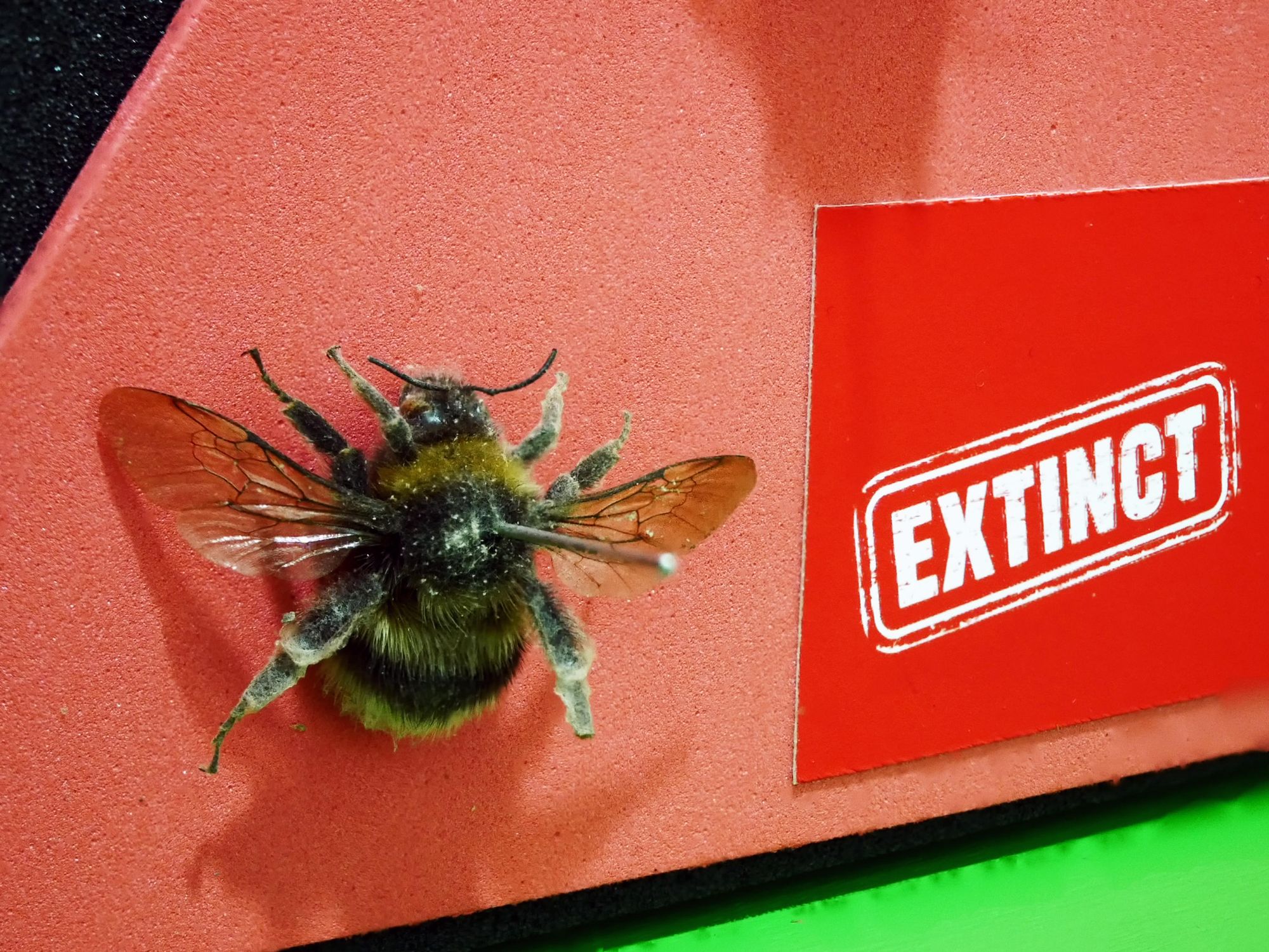 Insects packing a punch at Torquay Museum - Torbay Today